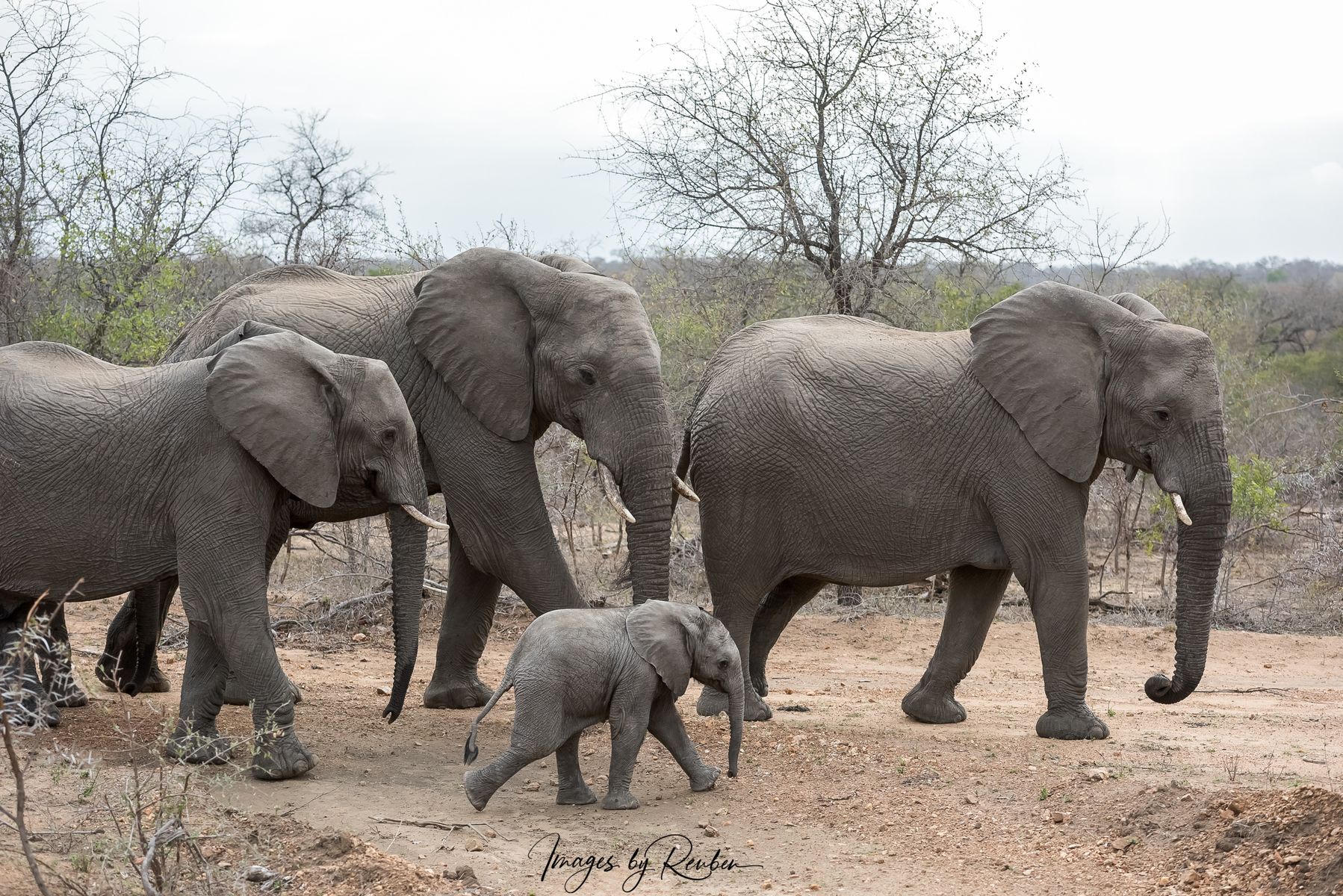 Offspring – Images by Reuben